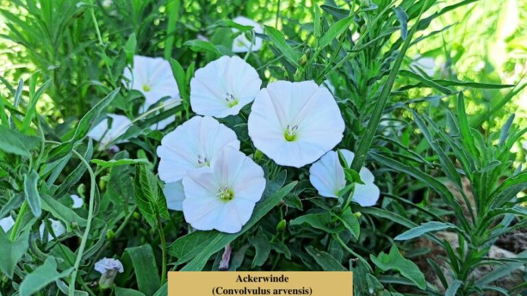Ackerwinde (Convolvulus arvensis) - Landschildkröten im Hunsrück